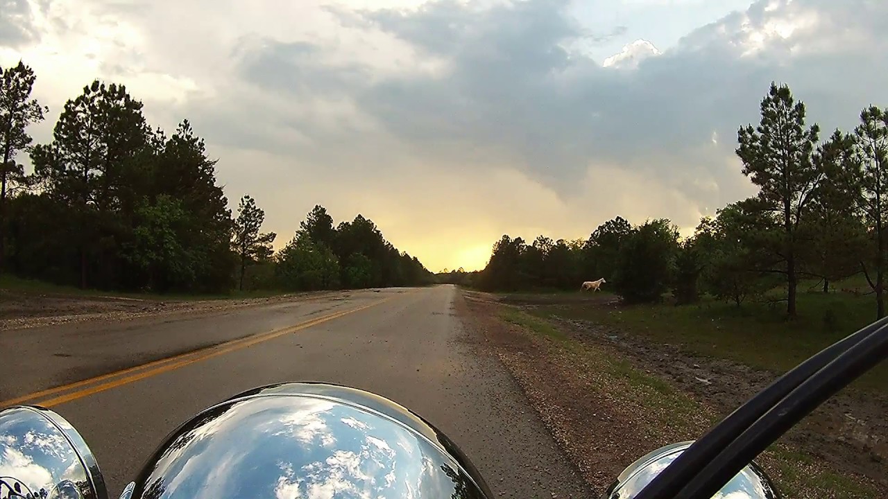 Wild Horses Eastern Kentucky Wildlife - YouTube