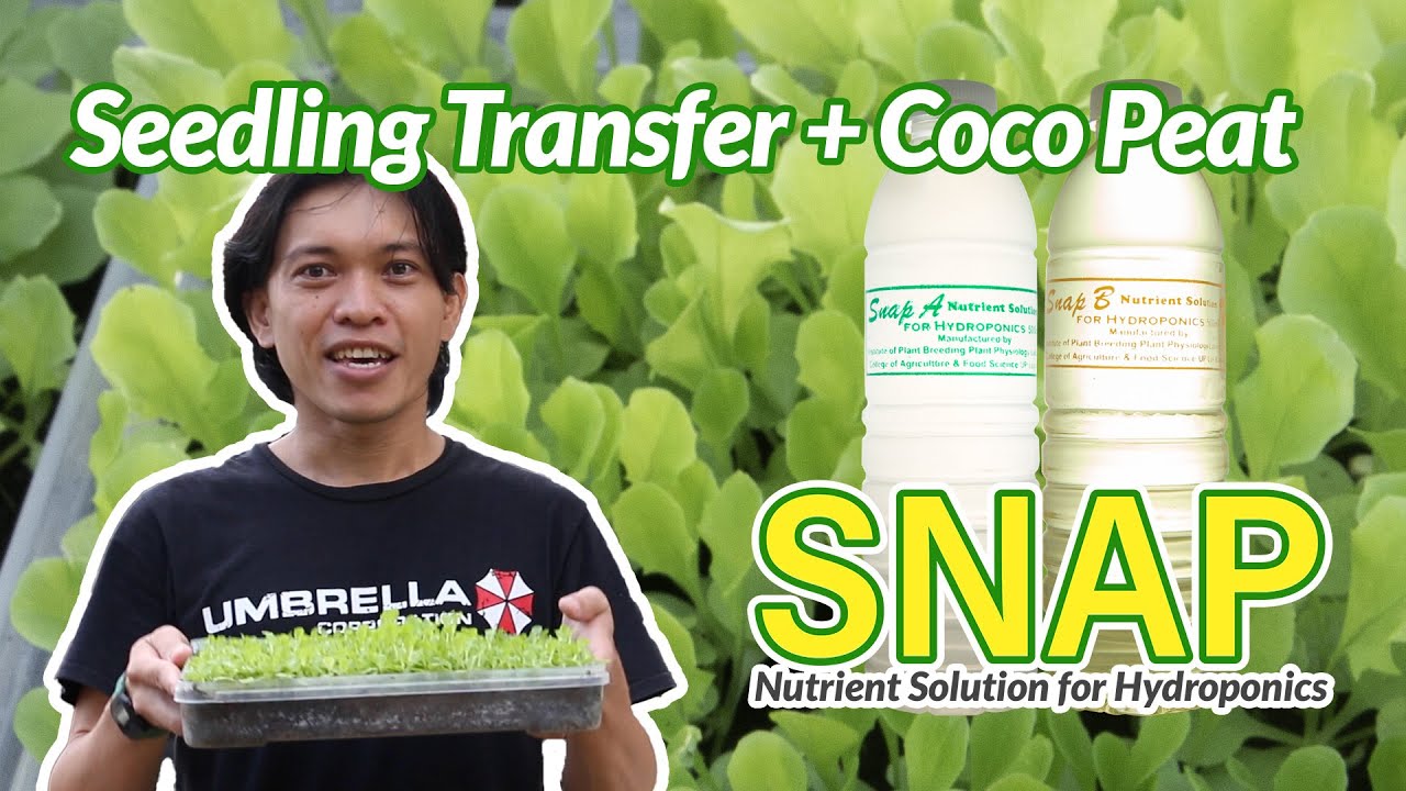 Paano: Ilipat ang binhi ng letsugas sa seedling plugs gamit cocopeat ...