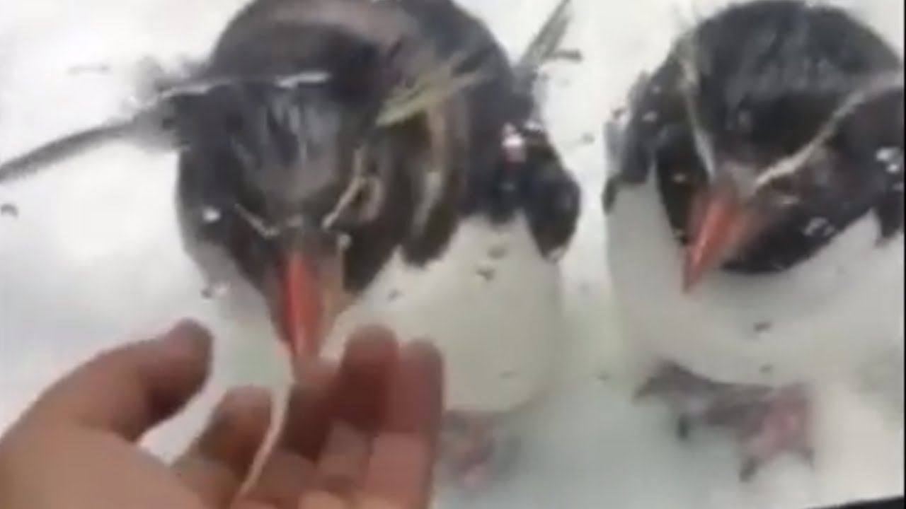 Service dog plays with penguins at the zoo - YouTube