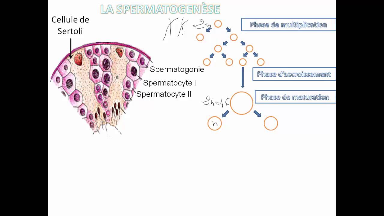 03_la spermatogenèse - YouTube