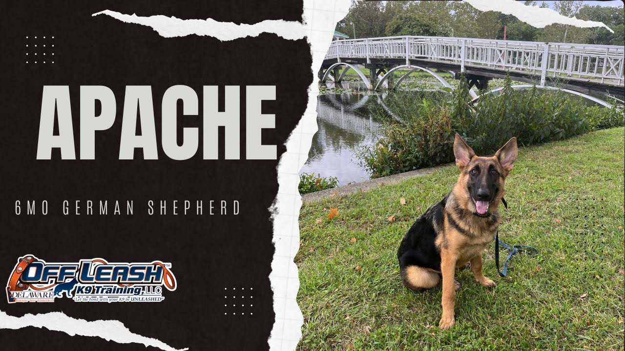 6mo German Shepherd (Apache) | Best Delaware Dog Trainers | Off Leash ...