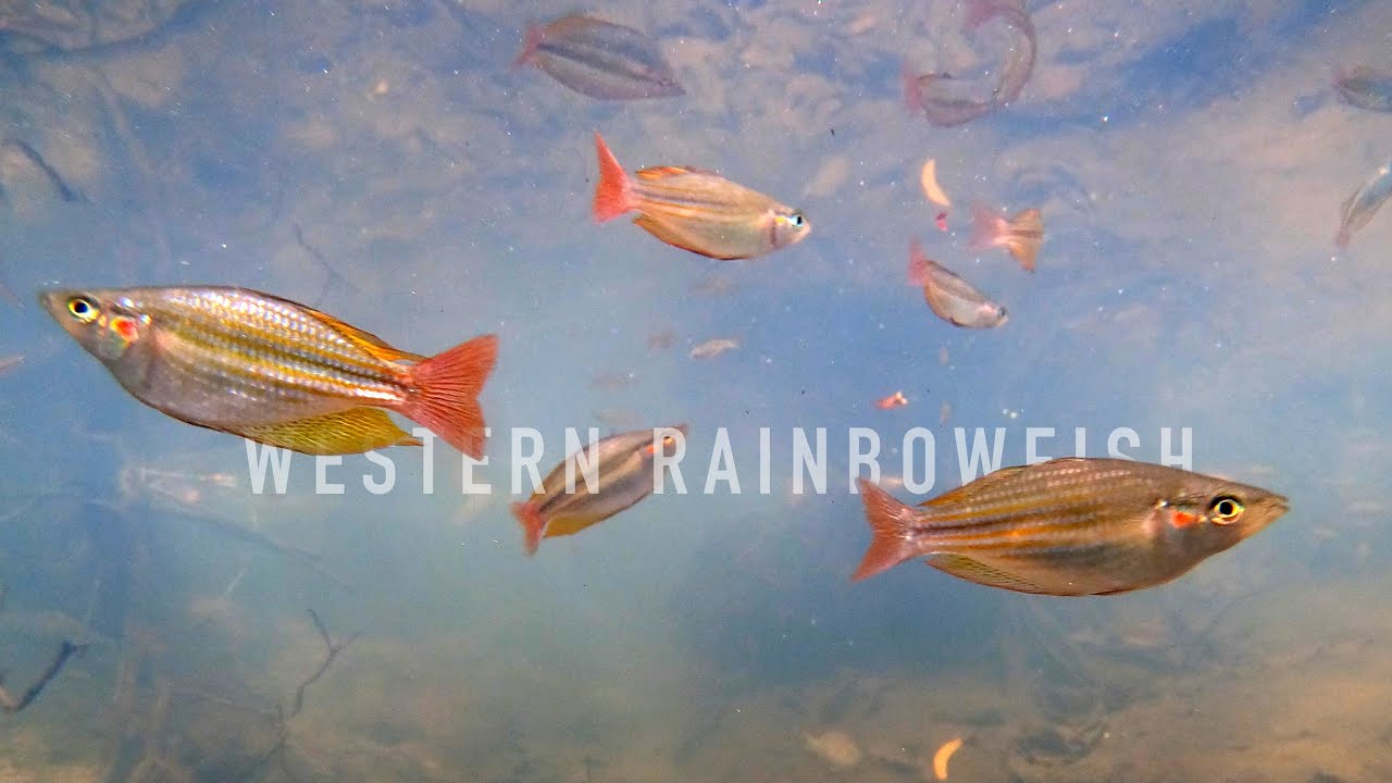 Native fish: Western Rainbowfish (Melanotaenia australis) in the wild ...