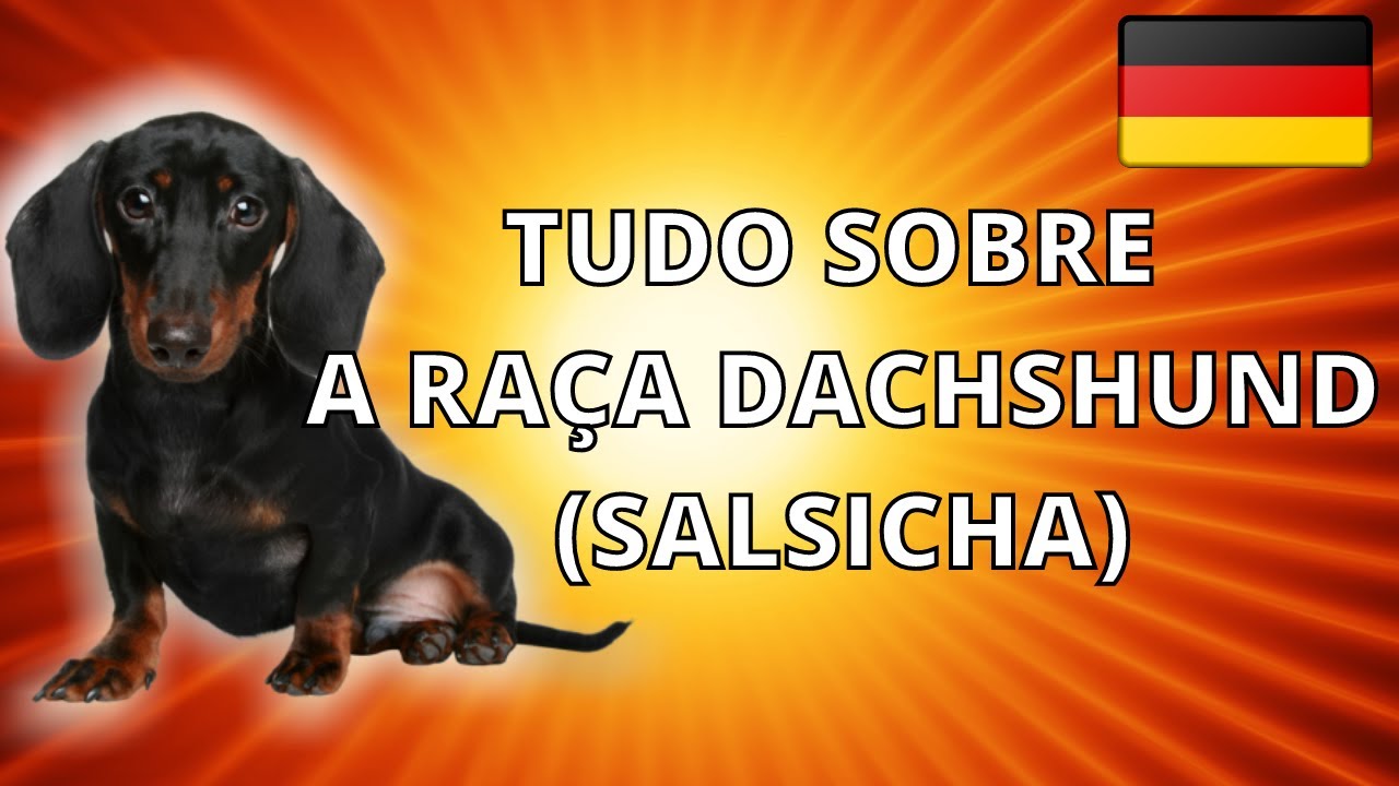 Dachshund, Basset ou Teckel: Tudo sobre a raça ''Salsicha''! - YouTube