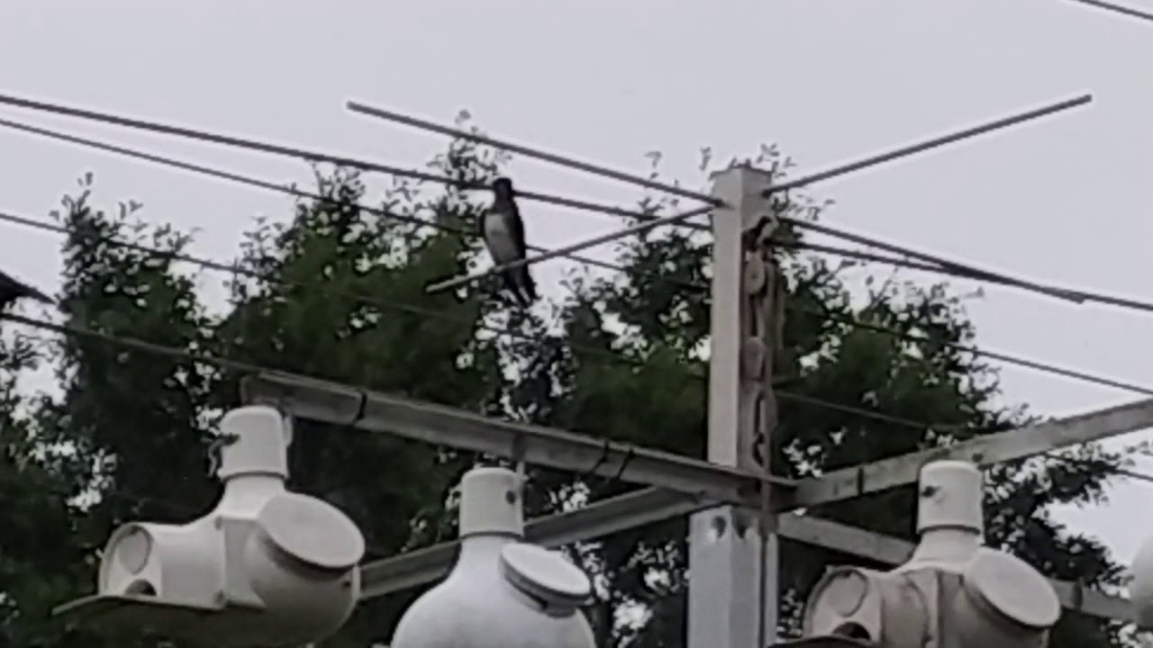 Purple Martin Sub Adult Male Chirping - YouTube
