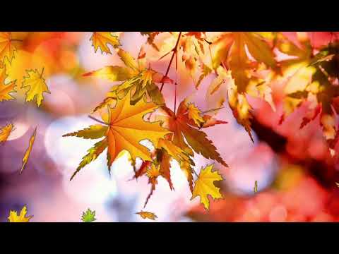 Maple Yellow Leaves | Beautiful Nature | No Copyright Videos | Background Intro Overlay | Autumn vfx