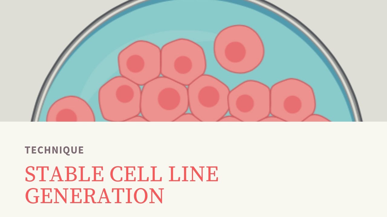 🦠 Lentiviral Vector Stable Cell Line Generation using Calcium Phosphate ...