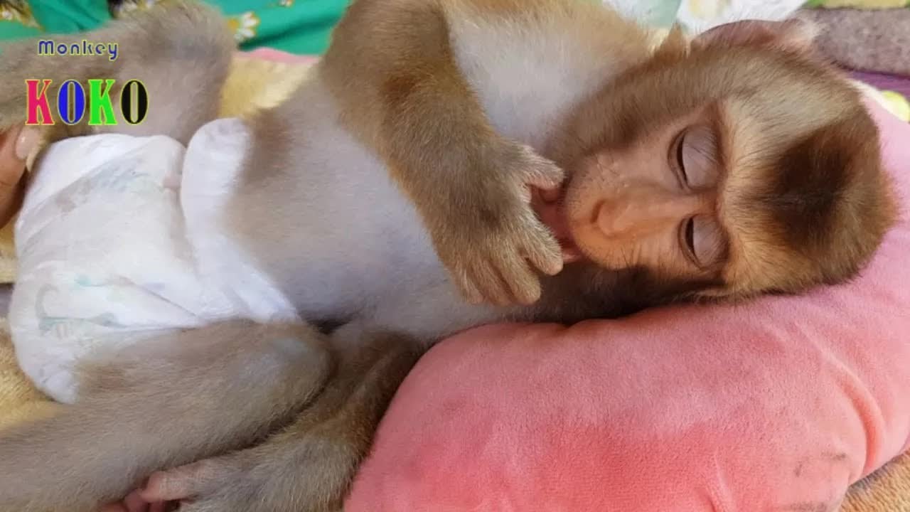 Angel Monkey Koko Napping Look Strange How Lovely Koko Nap？ - YouTube