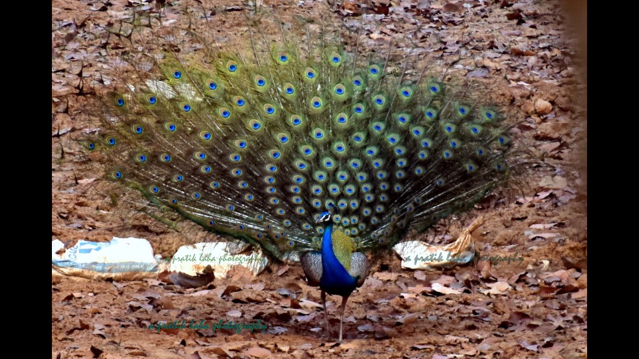 Dancing Peacock in Aduria Forest || peacock dance || Wildlife ...
