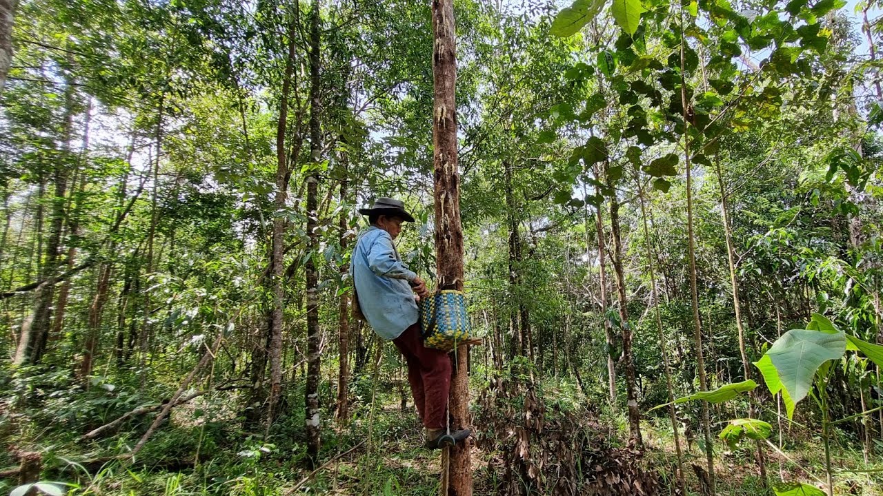 MENGAMBIL HASIL GETAH KEMENYAN JENIS TOBA. #nature #styrax #forest # ...