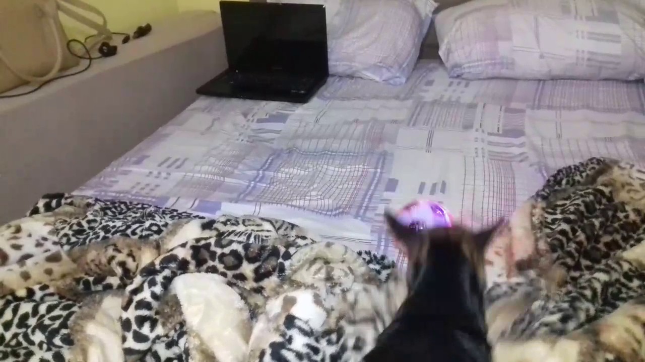 Cachorro gritando de felicidade - YouTube