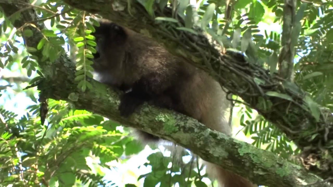 Macaco Sauá - YouTube