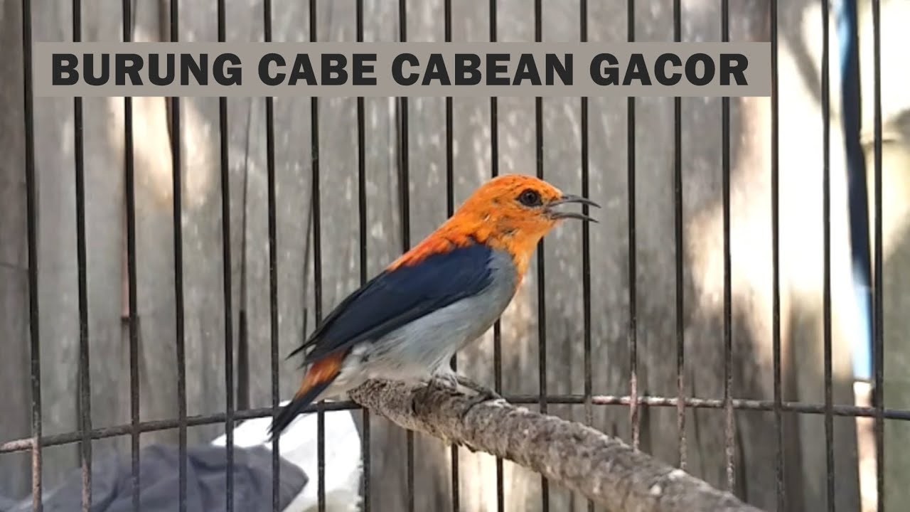 MASTERAN KEMADE GACOR | Suara Pancingan burung cabe cabean Cit Keres ...
