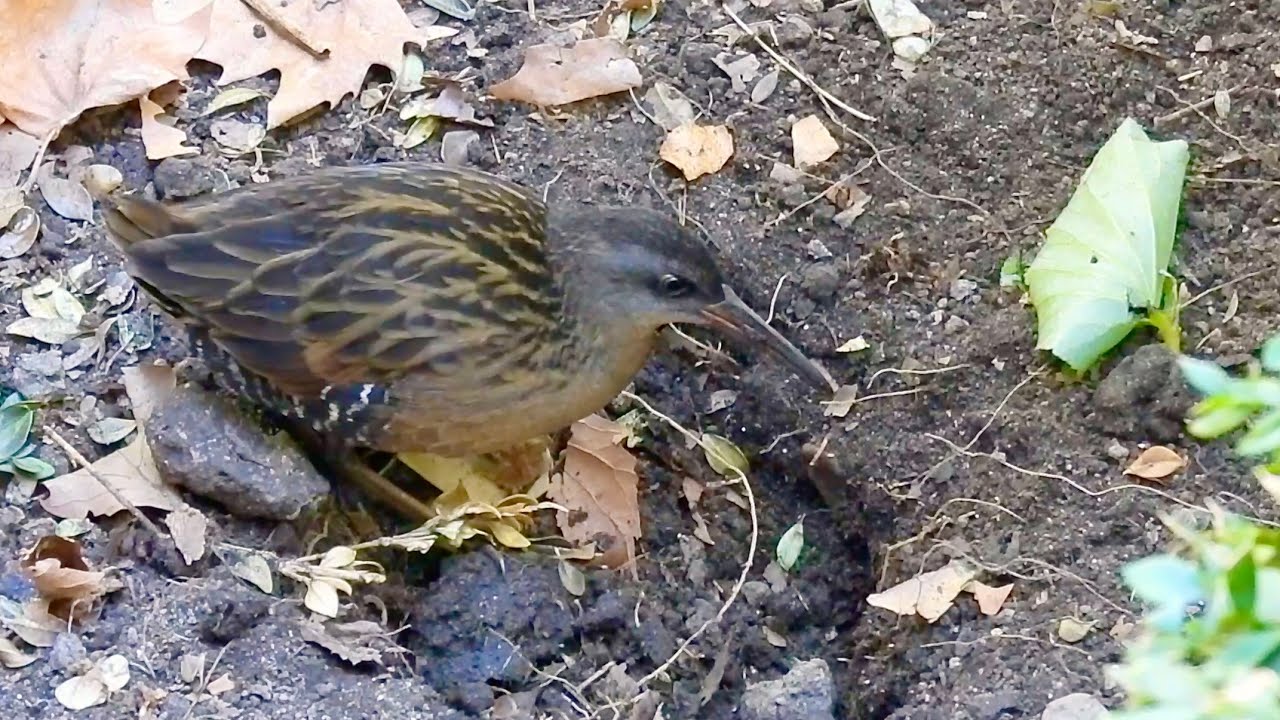 A Migrating Virginia Rail in New York City #birdwatching #migration ...