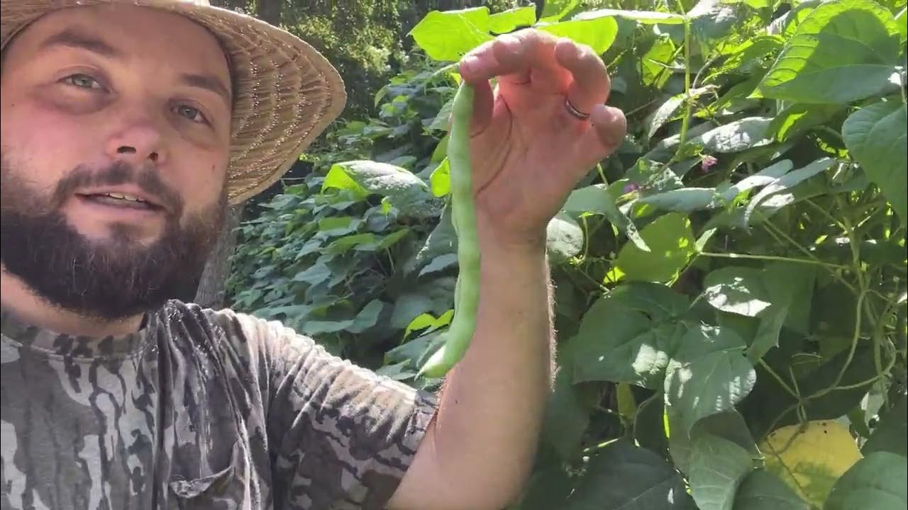 Green Bean Overload - YouTube