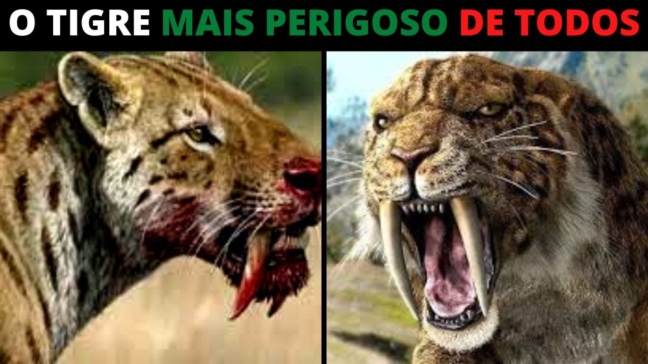 ESTE FOI O TIGRE MAIS PERIGOSO QUE JÁ EXISTIU !! - YouTube