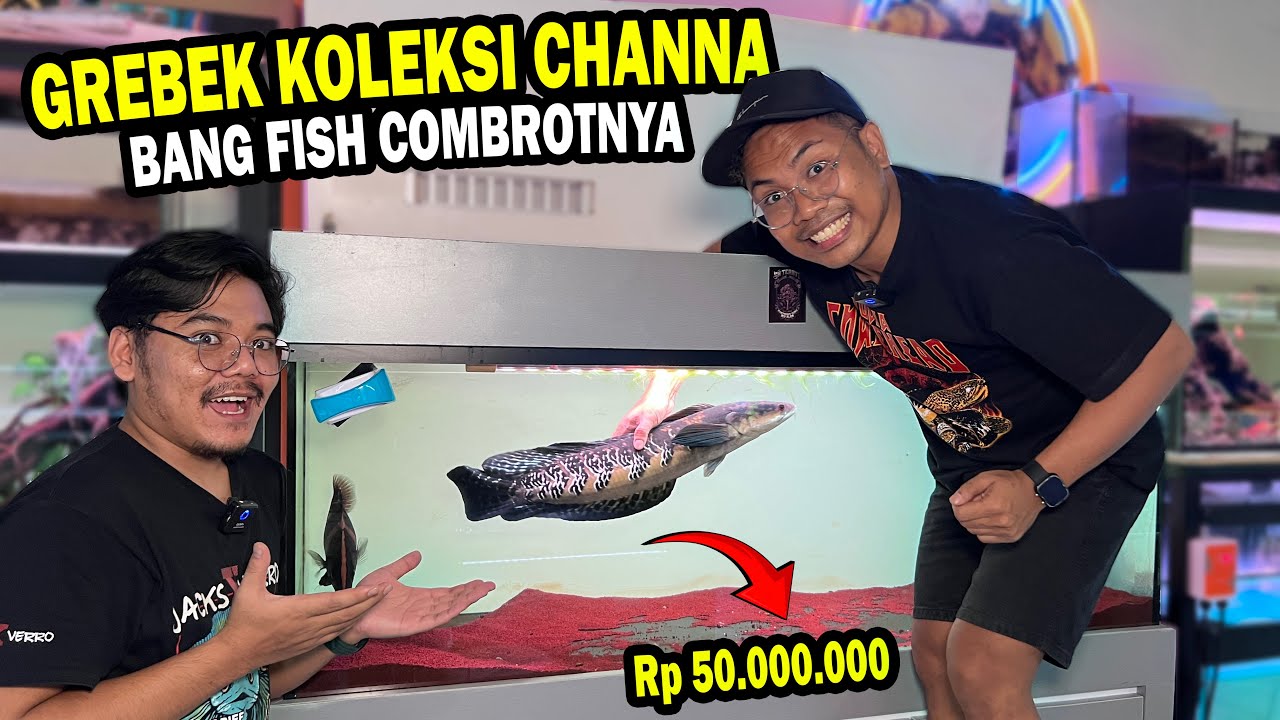 BATIK 50 JUTA?? GREBEK KOLEKSI SEMUA CHANNA BANG FISH DI TOKO BOYOLALI ...