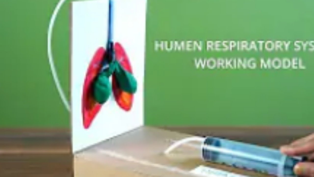Make human respiratory system best and easy for students. ||working ...