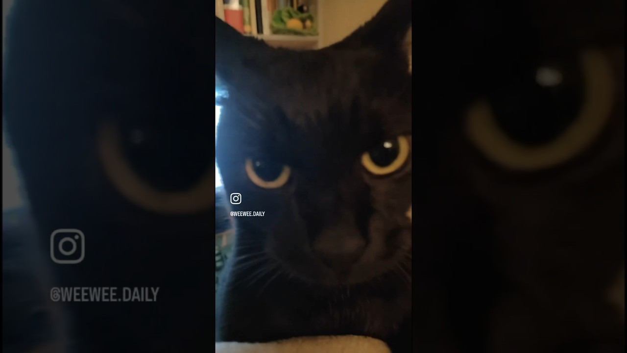 Weewee cat #vineboom #memes - YouTube