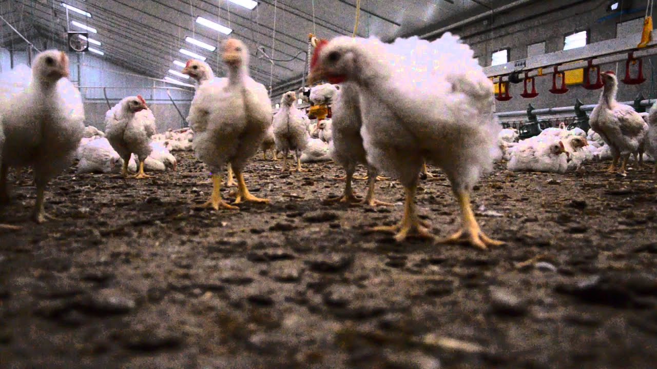 Project Quirijnen - Free range broilers - YouTube