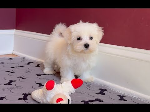 Maltese Male " Hello Family " Marietta GA Tcupsandtoypups.com 770-527 ...
