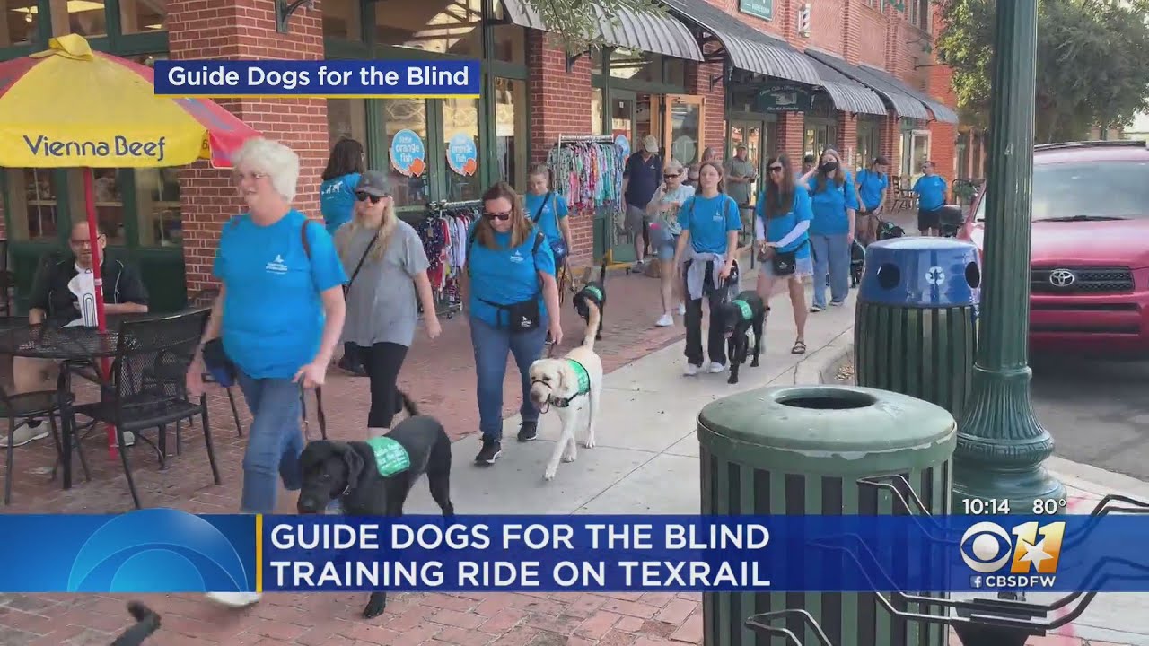 Guide Dogs for the Blind puppies-in-training take training ride on ...