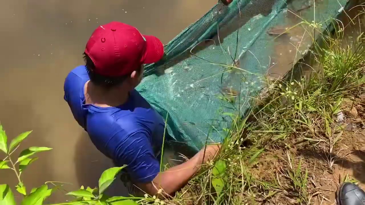 Peruvian Amazon Fish Collecting Trip - YouTube