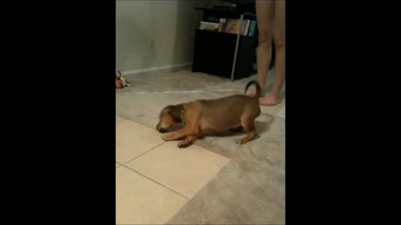 Boxer Dachshund Mix Puppy and Her New Toys! - YouTube