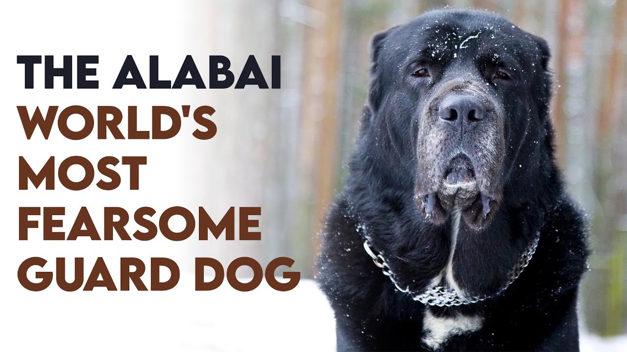 The Alabai-World's Most Fearsome Guard Dog - YouTube