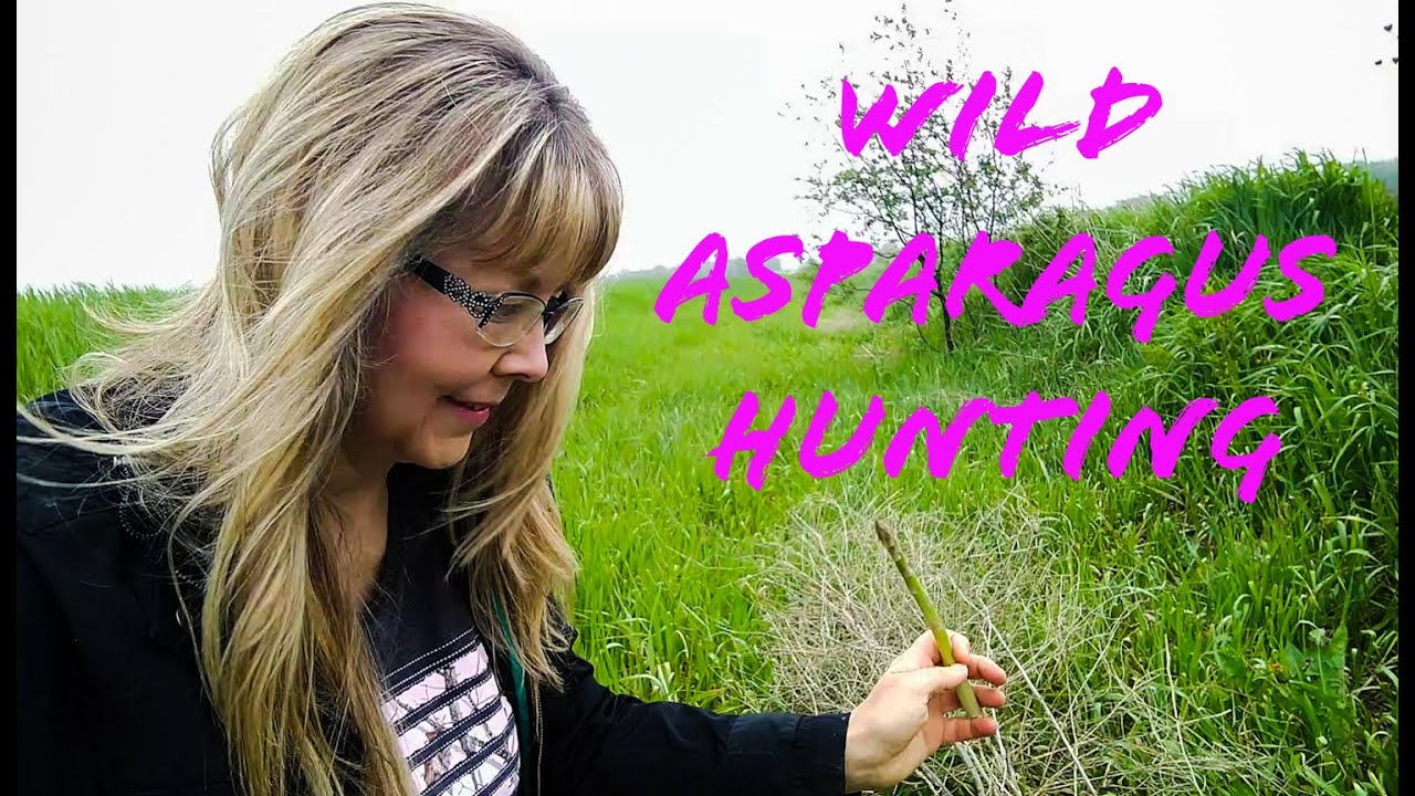 WILD ASPARAGUS HUNTING - YouTube