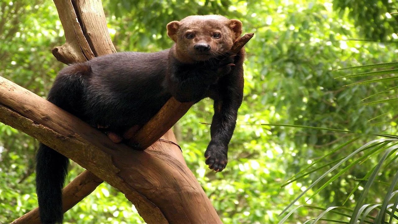 Irara (nome científico: Eira barbara) - YouTube