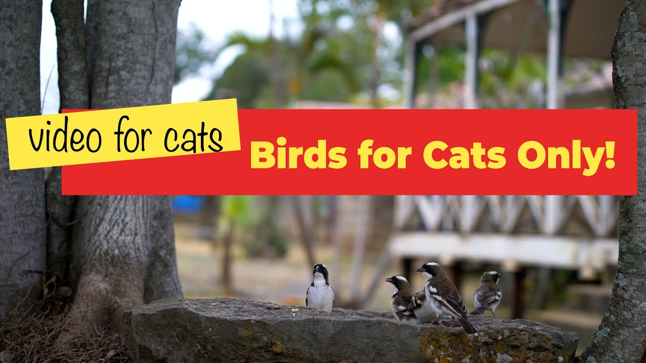 Beautiful Birds - Relaxing Video for Cats to Binge Watch! - YouTube