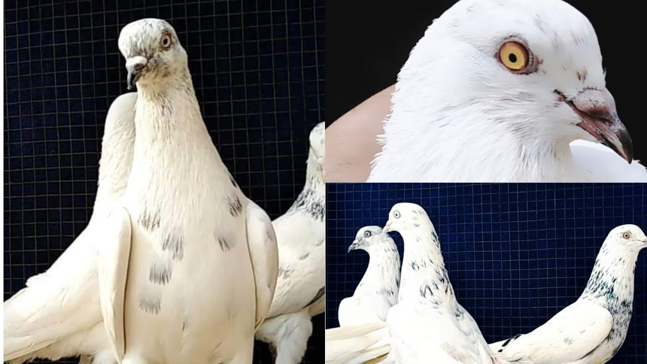 visiting champion pigeons loft || ustad Waqas Burewala February 5, 2023 ...