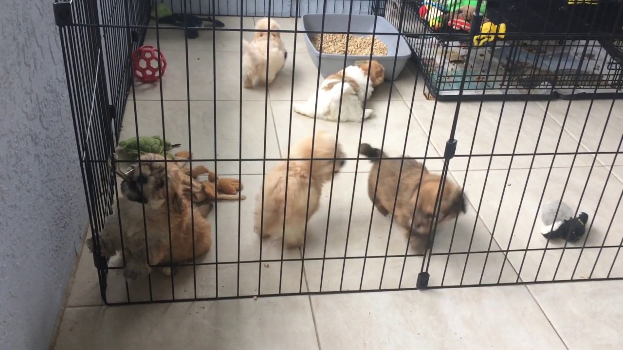 Havanese Puppies at 6 1/2 weeks - YouTube