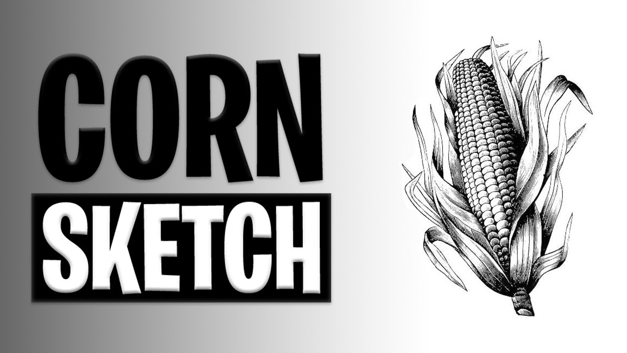 CORN Pencil Sketch | Drawing Timelapse | Maize Crop | Draw Corn - YouTube