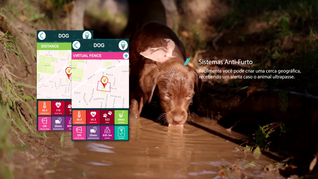 AppConn - Internet of Animals (Internet of Things) - YouTube