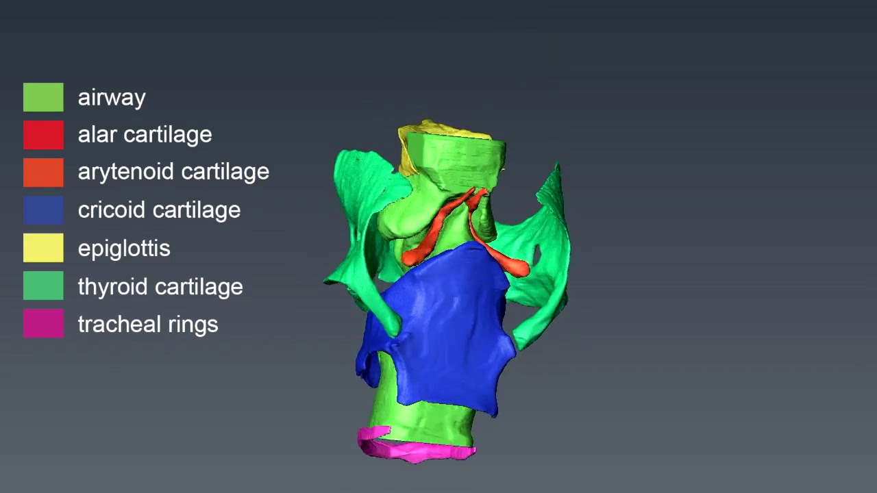 Laboratory mouse (Mus musculus, CD-1 strain) larynx - YouTube
