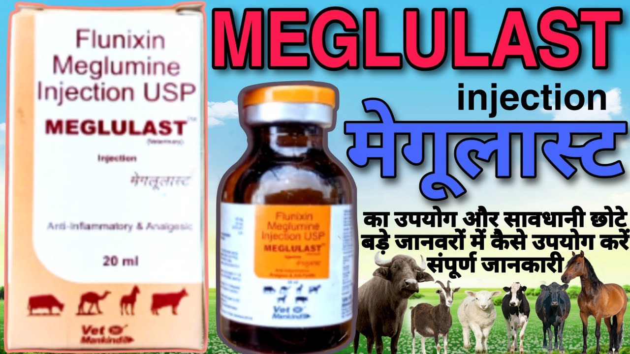 meglulast Injection || Flunixin meglumine use in all Animals || कौन सी ...