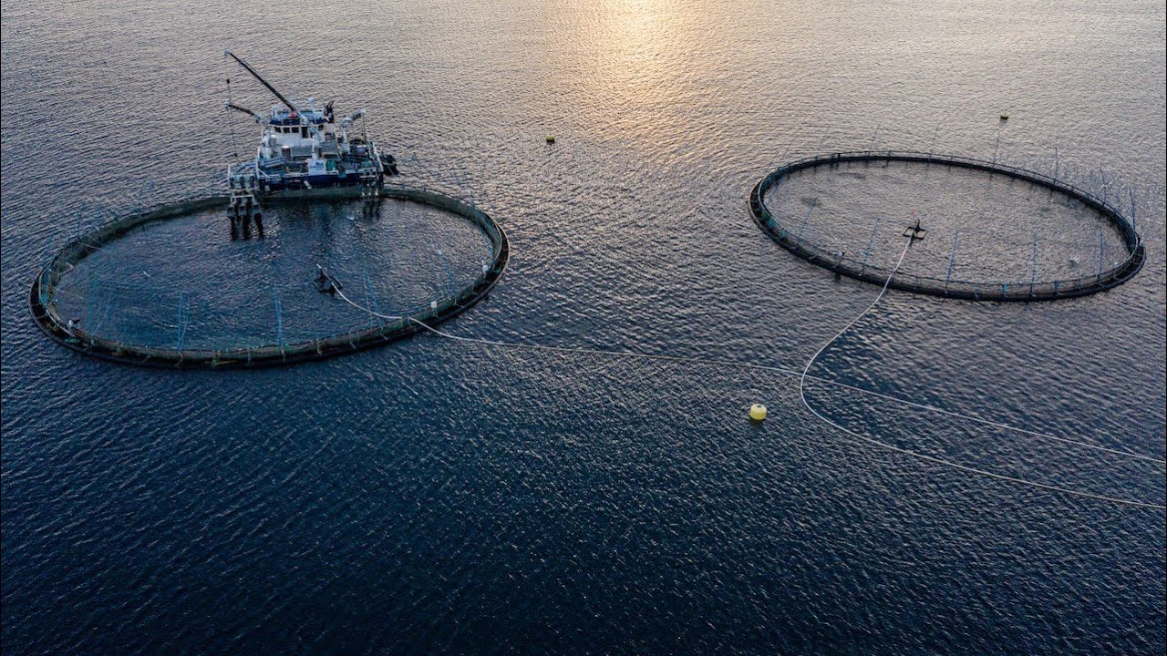 Investing in Norway’s fish farming to provide sustainable food for a ...