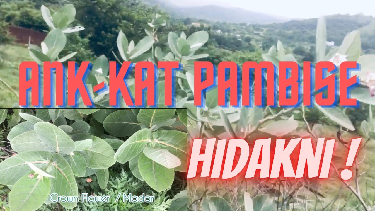 ANG-KAT PAMBI KANABASING | AAK TREE BENEFITS IN MANIPURI | AAK KE FAYDE ...