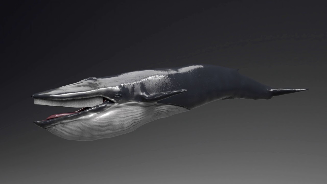 Blue Whale Maya Animation video - YouTube