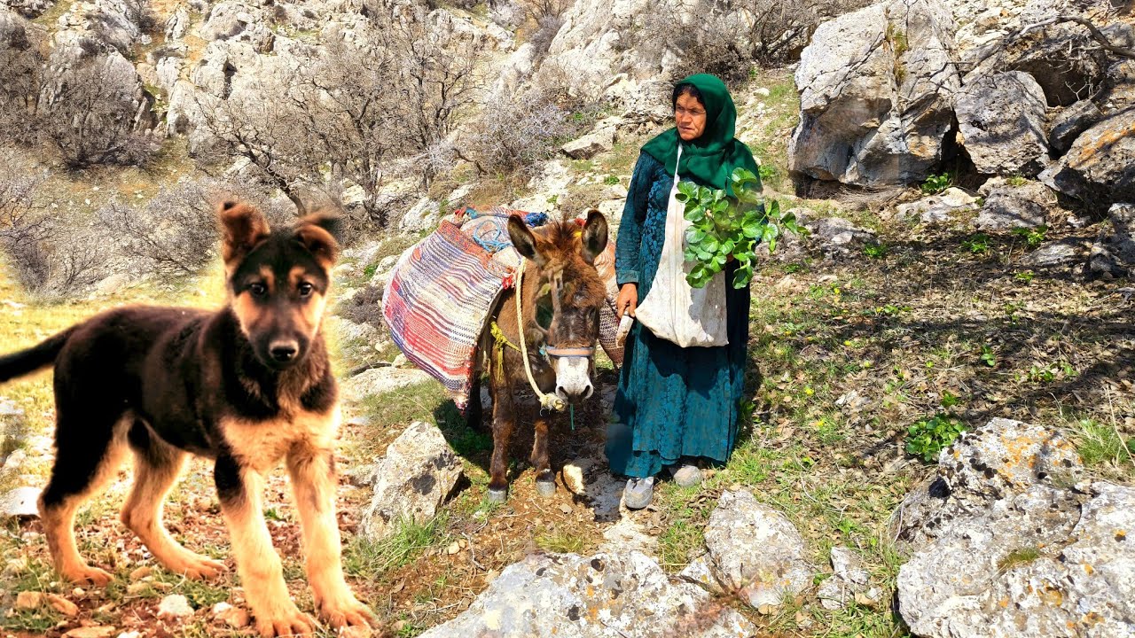 `Nazli's steps: a documentary about the adventures of a woman in search ...