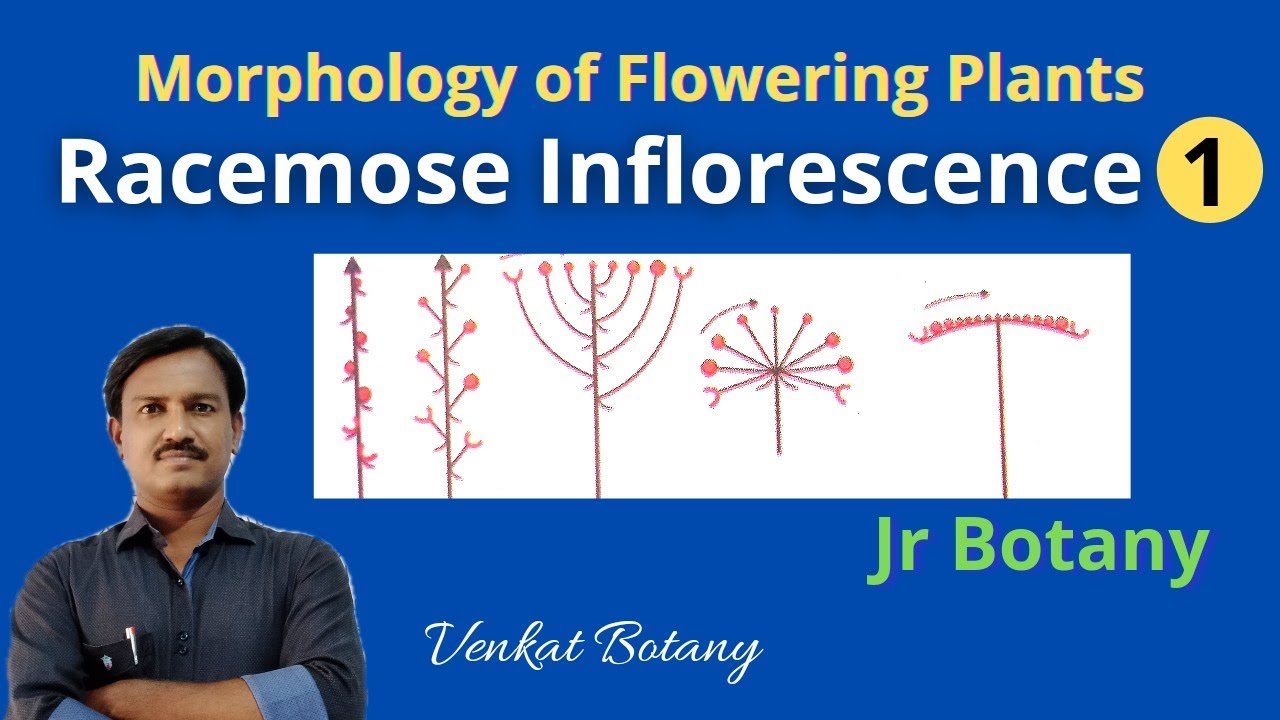 Racemose Inflorescence -1 | Morphology of flowering Plants | Jr Botany ...