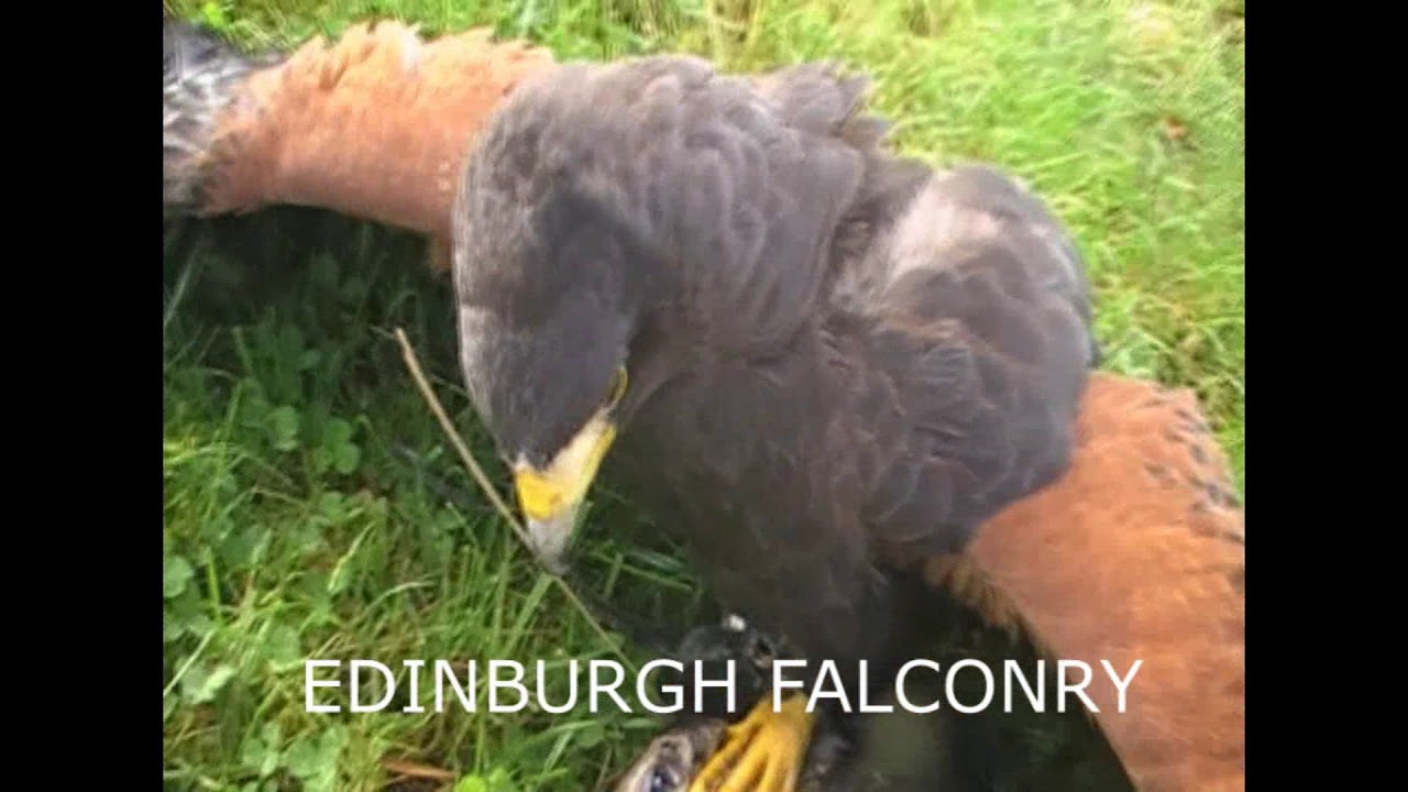 Falconry experience days, Edinburgh - YouTube