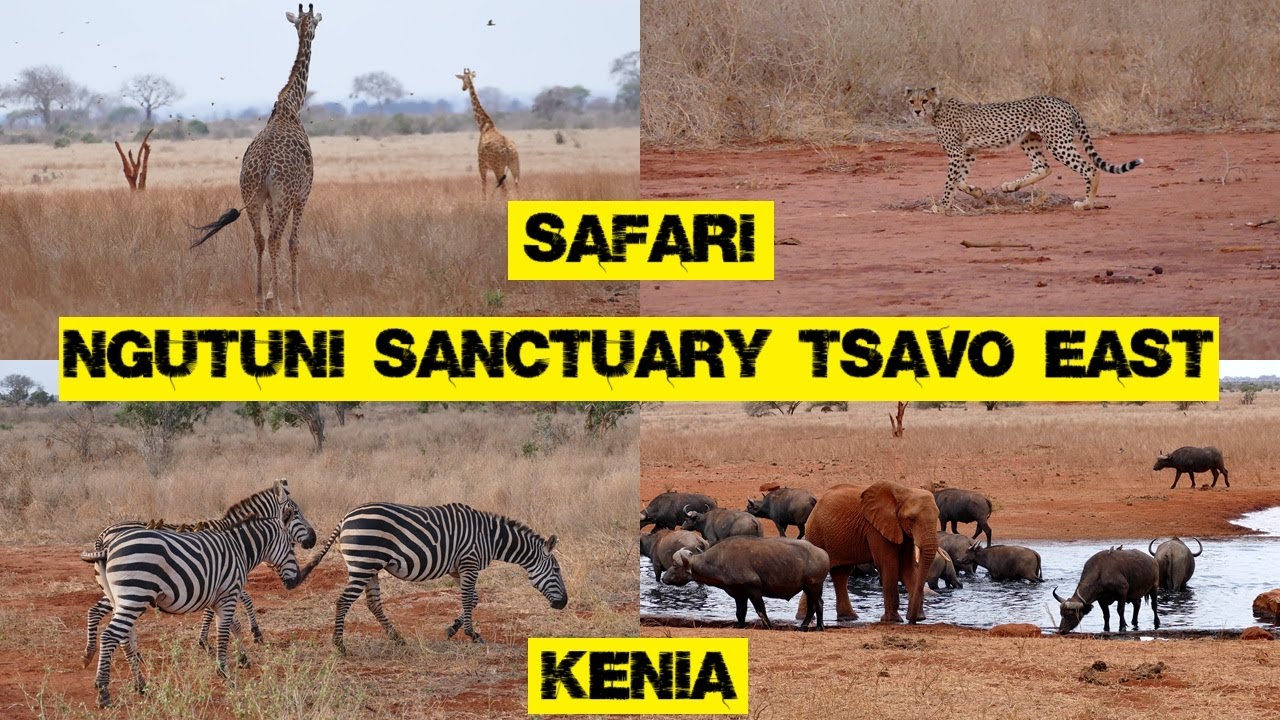 Kenia Safari Ngutuni Wildlife Sanctuary Tsavo Ost - Afrika - YouTube