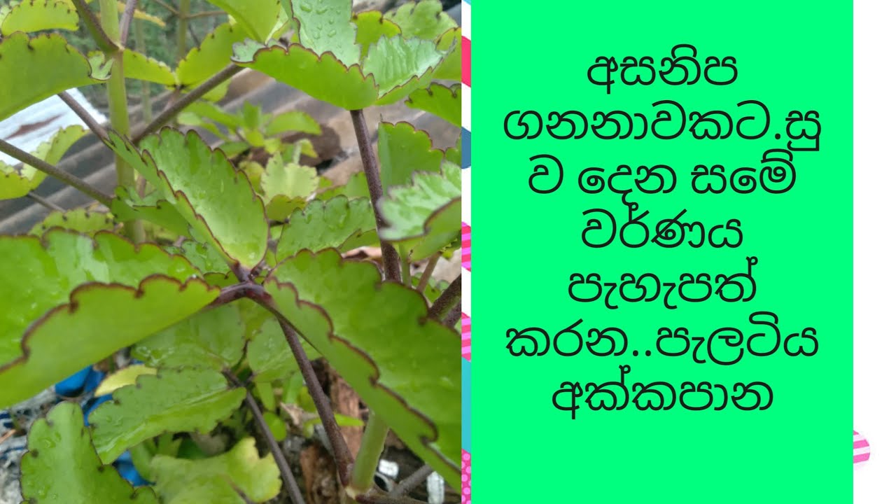 අක්කපාන ශාකය/Akkapana plant /kalanchoe pinnata/#akkapana#/#ishan# - YouTube