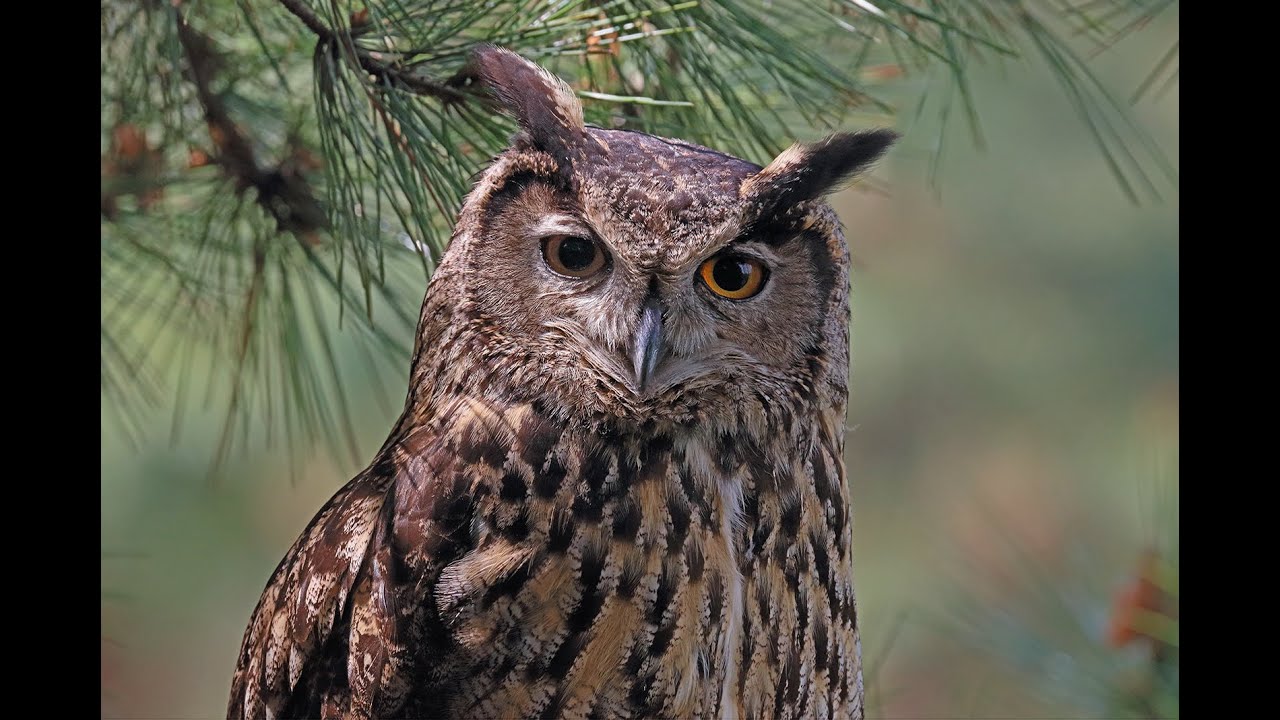 Korea eagle owl 수리부엉이 - YouTube