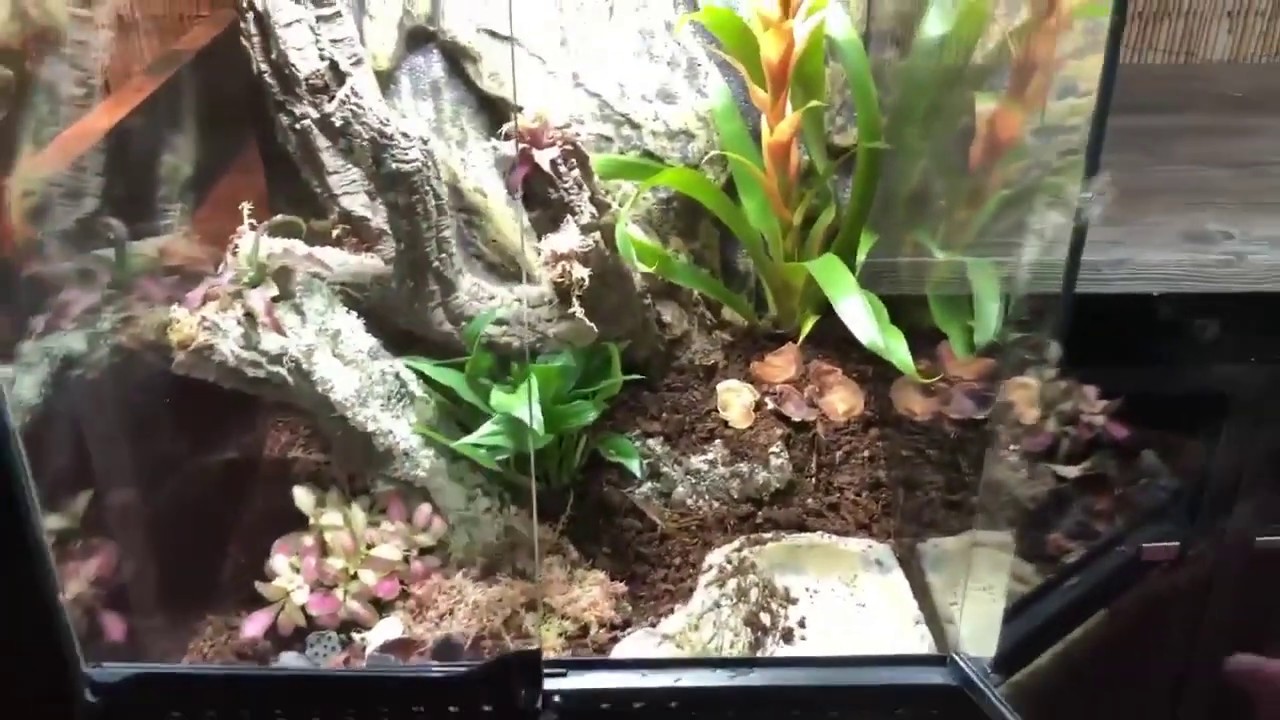 OUR Frog Set Up Kit - YouTube