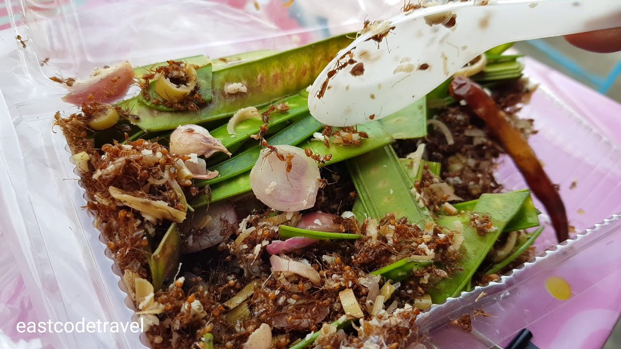 Red Ant salad bizarre food of Thailand - YouTube