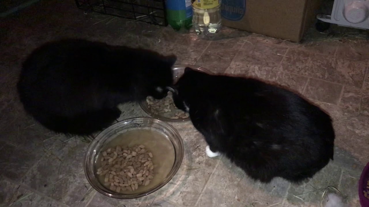 Elmo and Fluffy drinking their evening soup - YouTube