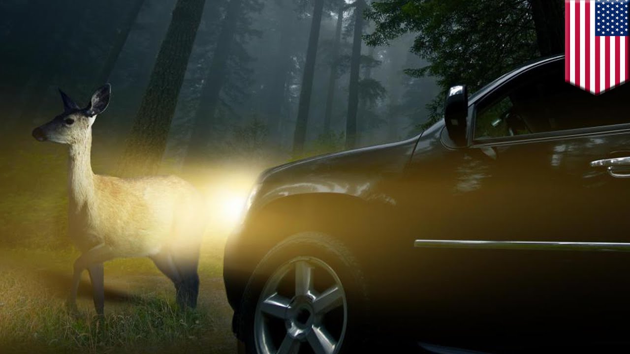 Car hits deer: Woman knocked out by deer through windshield, saved by ...